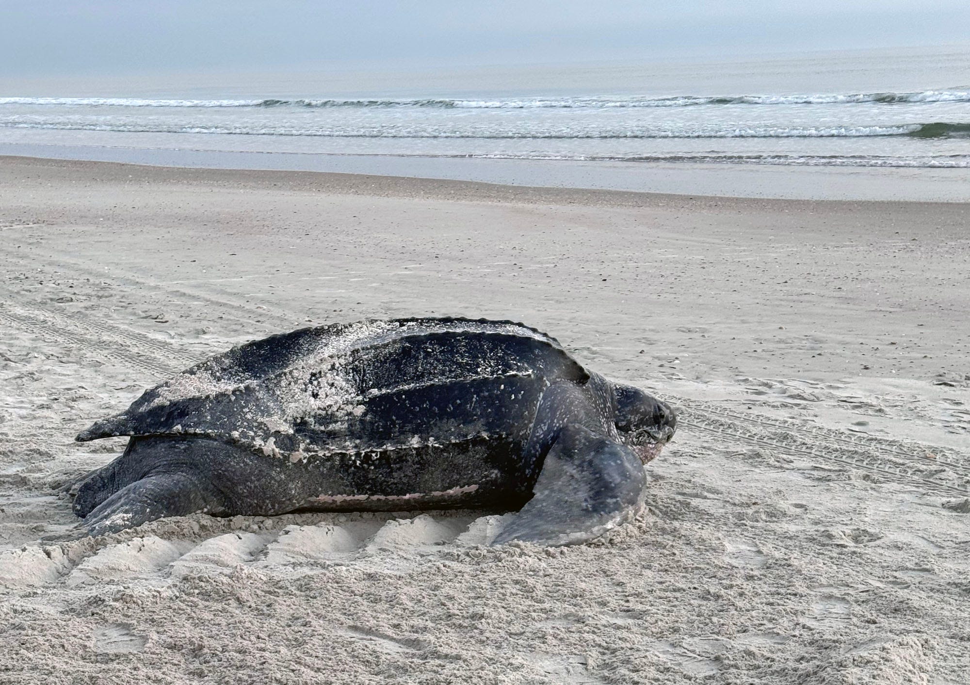 Leatherback lays earliest nest of any recorded year in Volusia