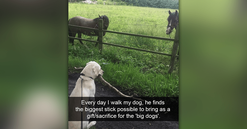 24 Silly Animal Memes and Snaps to Help Start Your Day off with a ...