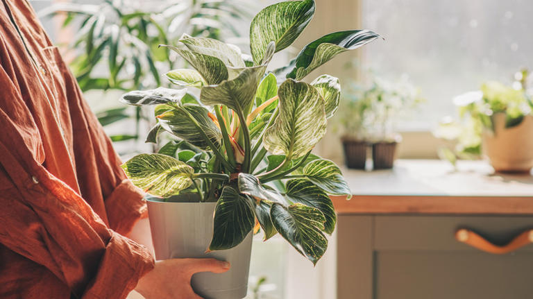 Avoid These Mistakes When Placing Your Plants On Shelves