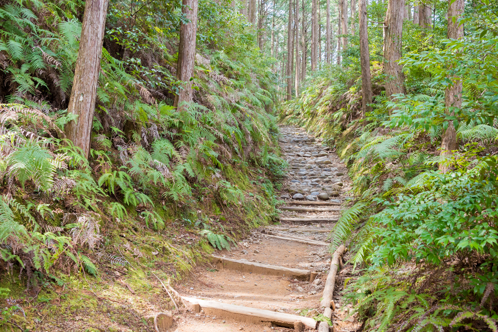 The Most Scenic Forest Trails in Japan That Are Completely Underrated