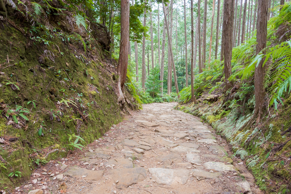 The Most Scenic Forest Trails in Japan That Are Completely Underrated