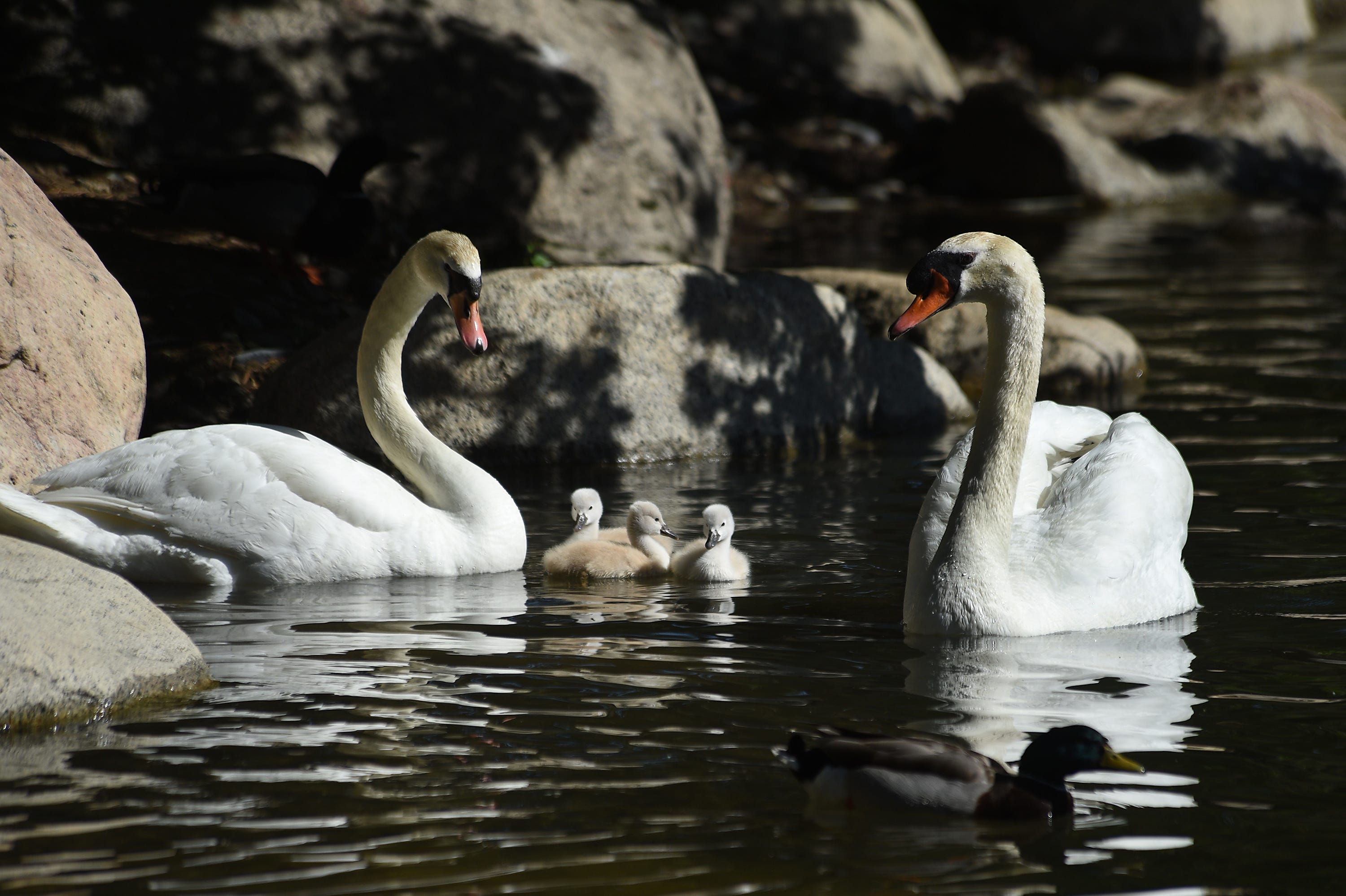UNR launches investigation into death of swan at Manzanita Lake