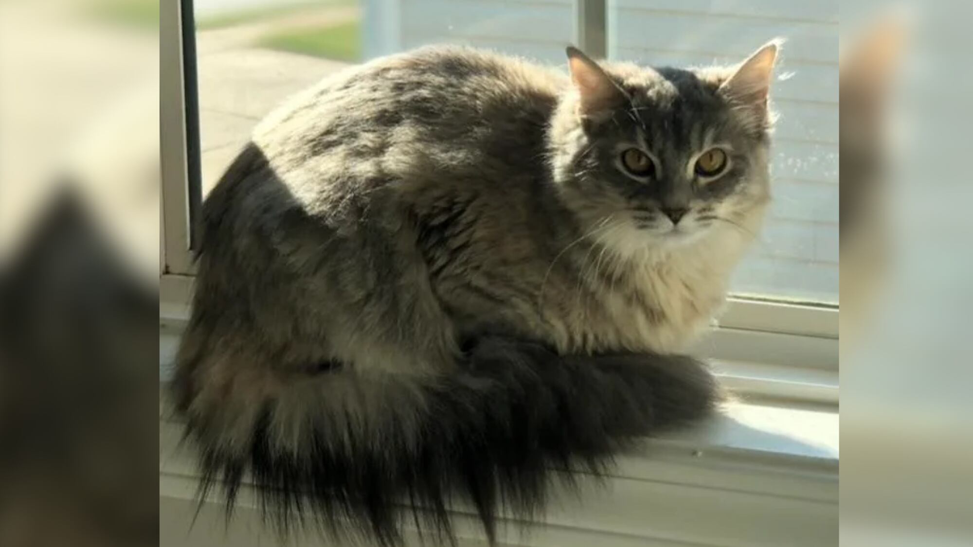 Runway runaway: Cat on the loose at Atlanta airport