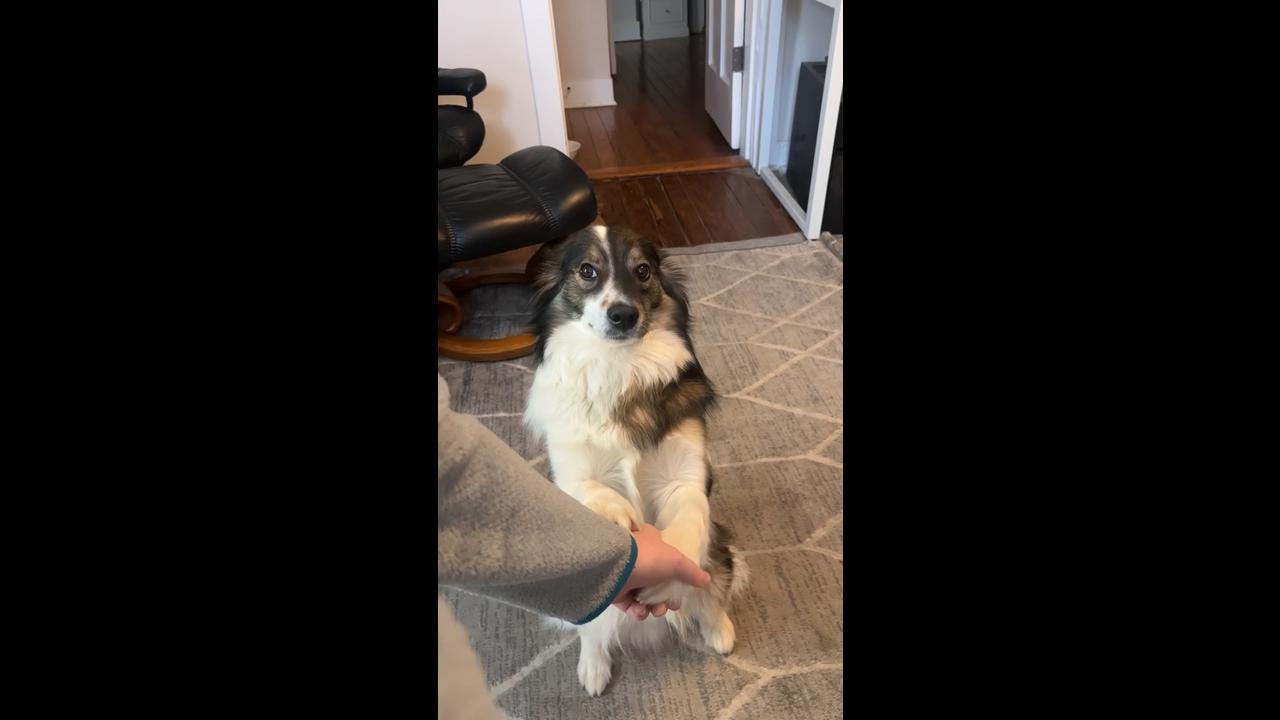 Sweet Shy Dog Likes To Hold Hands