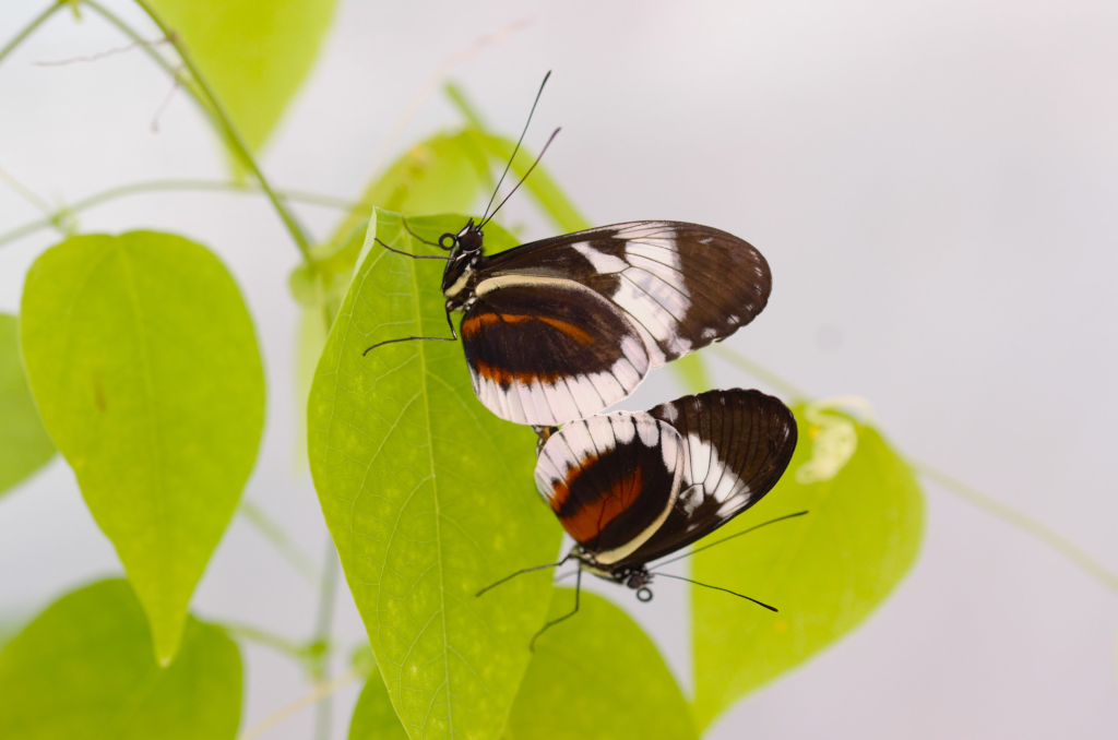 Male butterflies genetically attracted to mates with same wing color