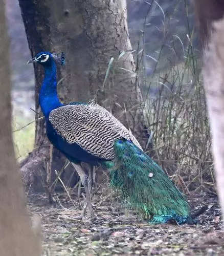 5 peacocks die at Palam Air Force Stn this year