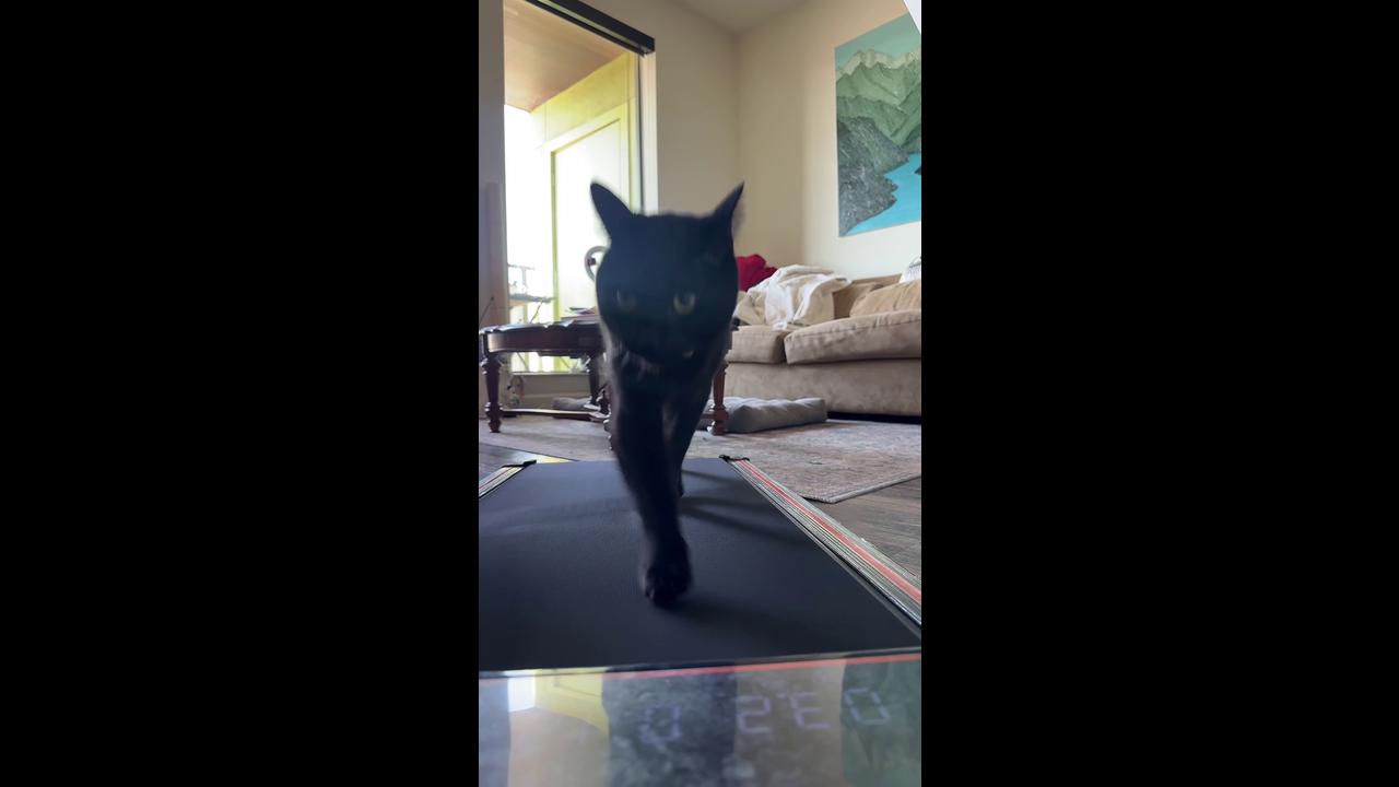 Black Cat Struts On Treadmill