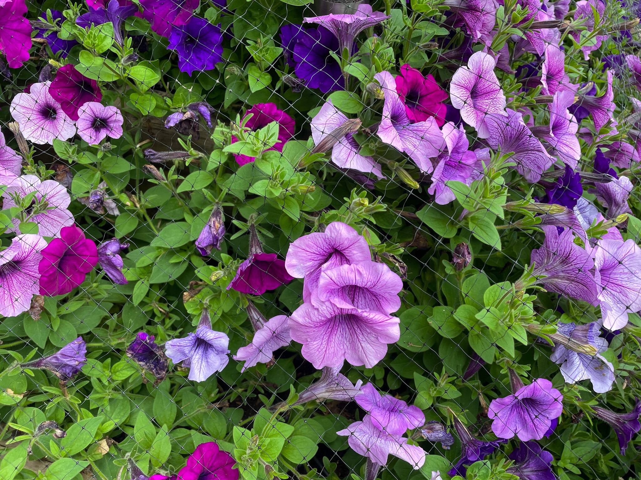 New fund established for Marquette Beautification & Restoration Committee