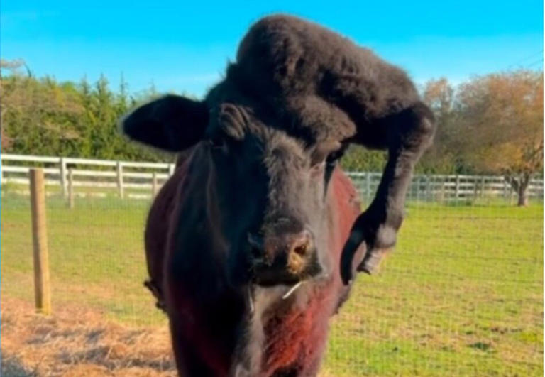 Manny, la vaca con una pata en la cabeza que encontró una familia: su ...