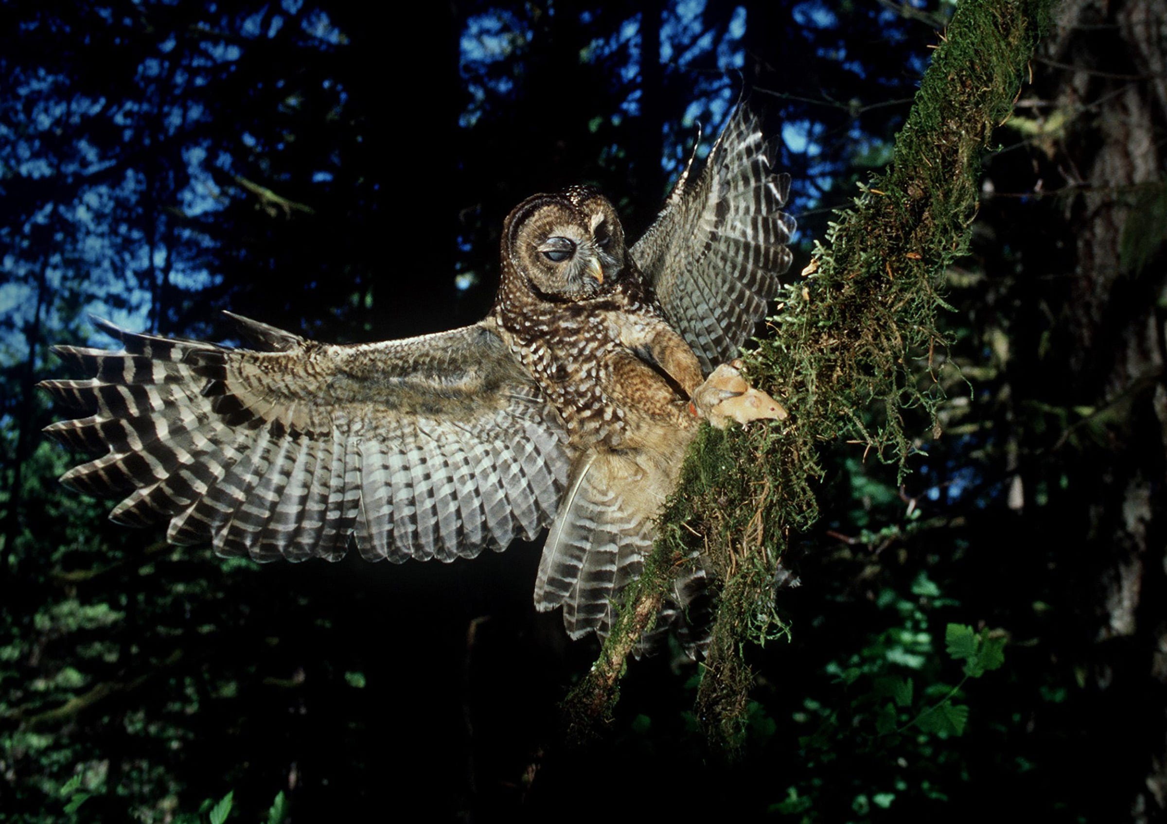 Shasta County wilderness groups host January events, hike