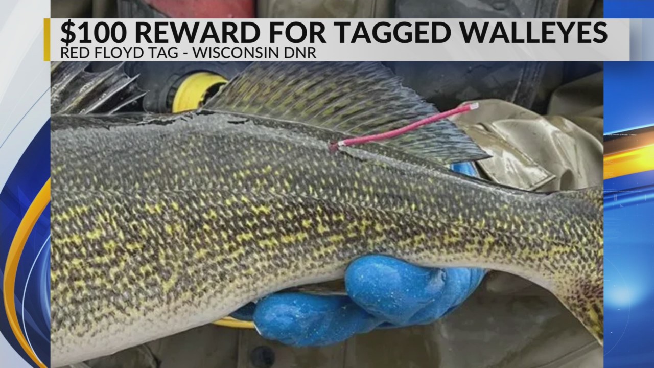 Wisconsin DNR offering $100 reward to anglers who catch walleyes with a ...