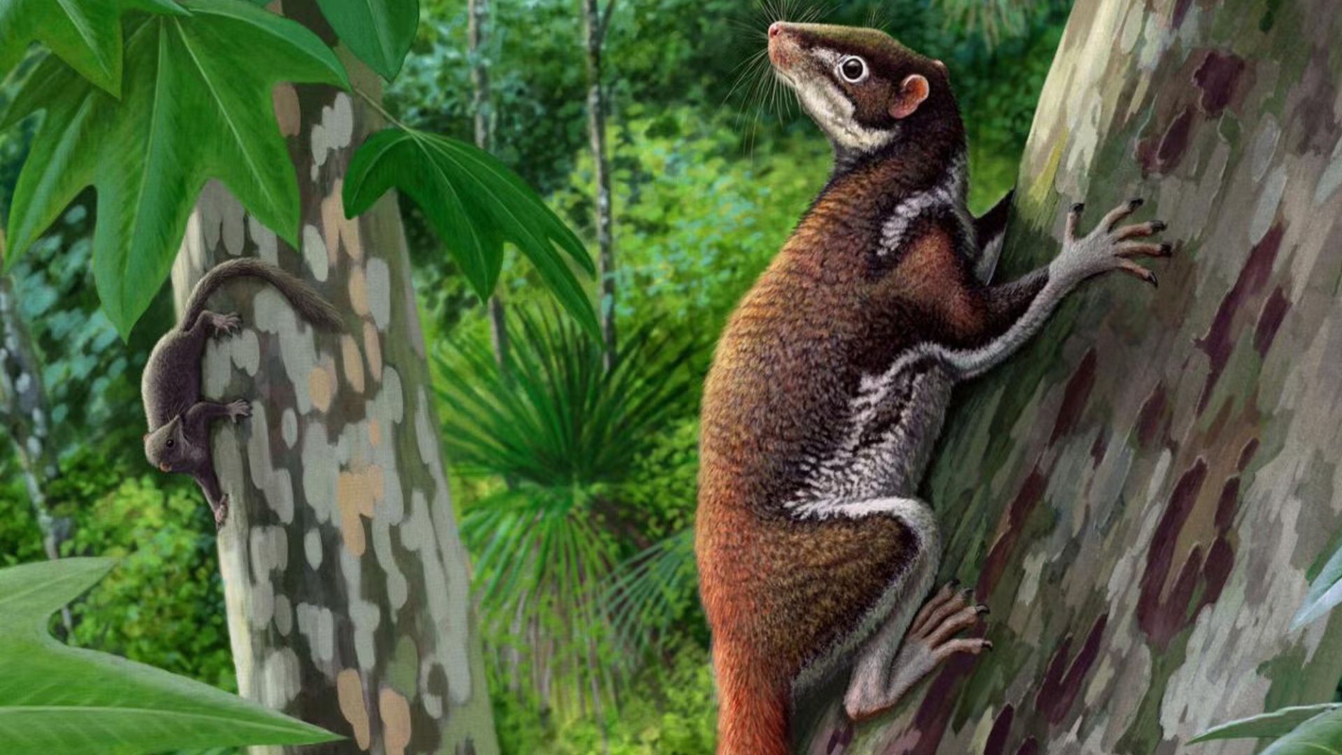 62-million-year-old fossil solves century-old mystery of mammal linked ...