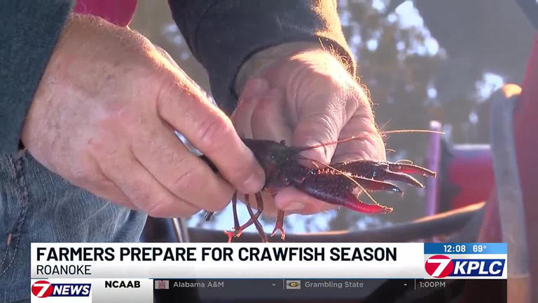 Crawfish farmers gearing up for excellent season