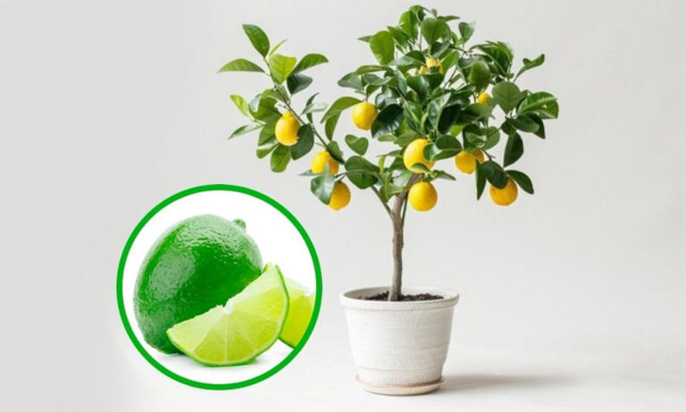 El árbol de limón que se puede cultivar en una maceta y es ideal ...