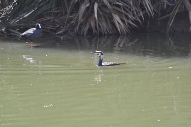Experts shocked as rare bird sees record population boom: 'Improved ...