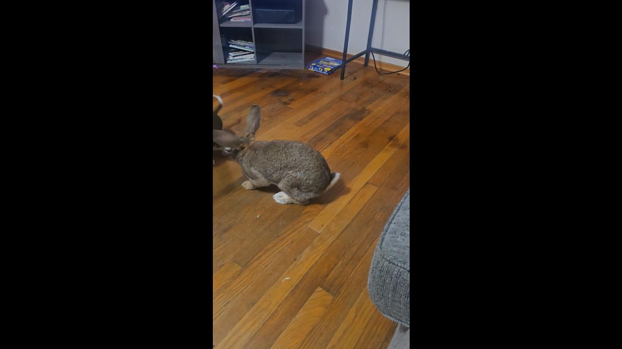 Hyper Puppy Wants to Play With Giant Bunny Real Bad
