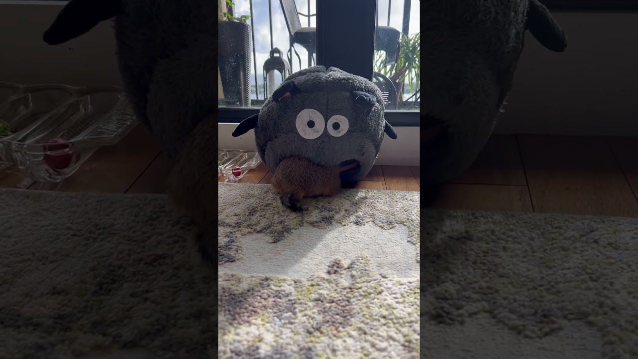 Scary bat appears to try and scare the prairie dog