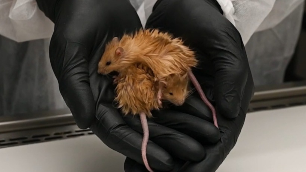 These 'woolly mice' could signal extinction is 'a thing of the past'