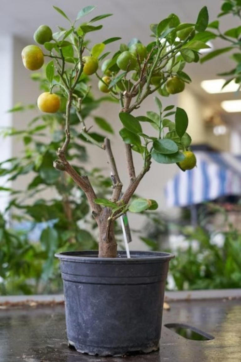 El árbol de limón que se puede cultivar en una maceta y es ideal ...
