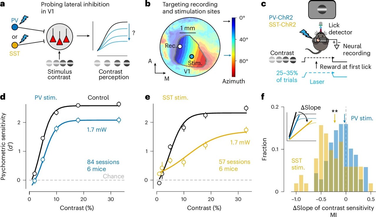 Sharper images: How the brain filters out the noise