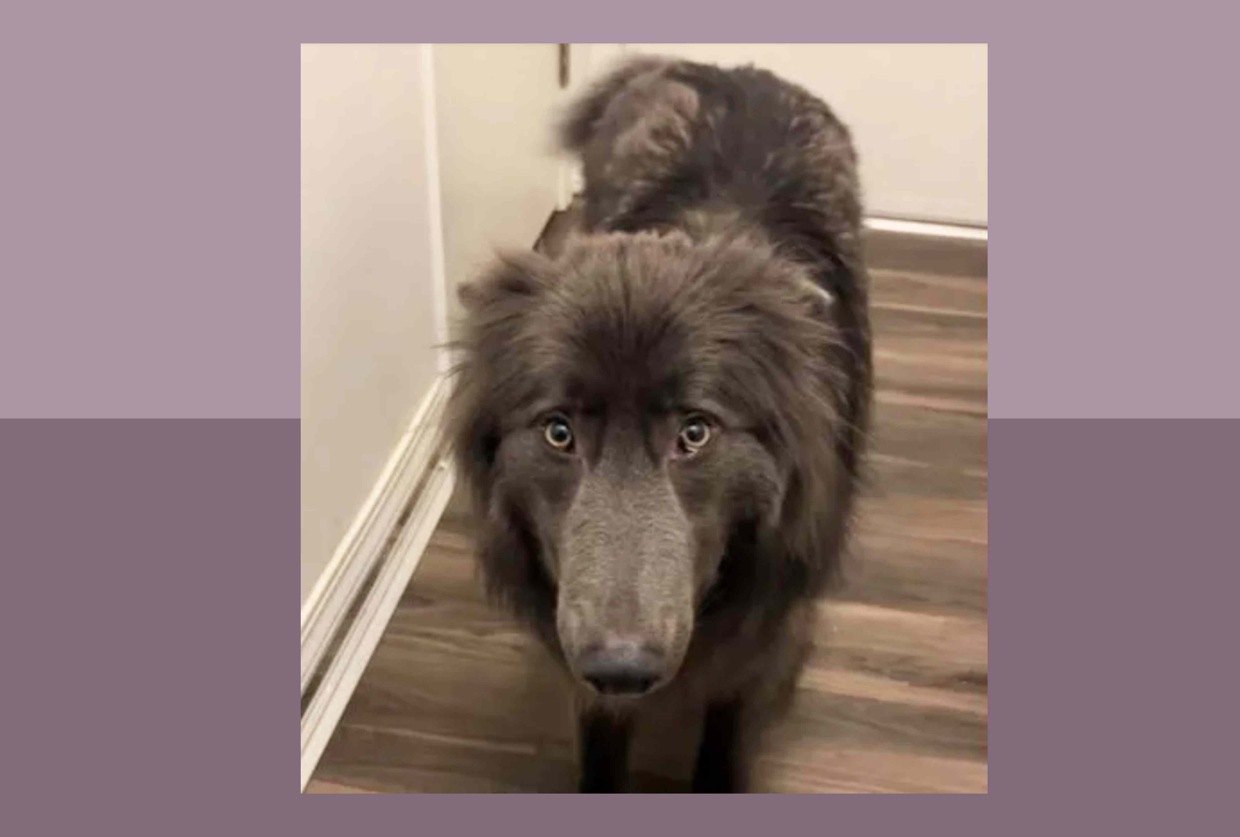 Adopted Dog May Be 'Part Wolf'—See the Viral Video That Has the ...