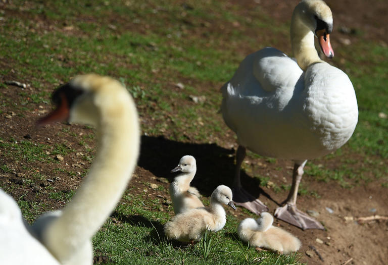 Manzanita Lake at UNR getting facelift and new swans in $7M project