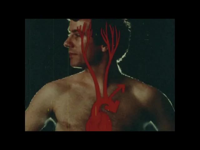 Human Circulatory System: Blood, Oxygen, & Red Blood Cells