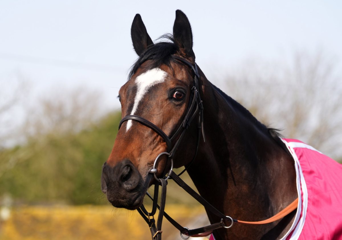 The seven best Cheltenham tips for Wednesday’s festival card