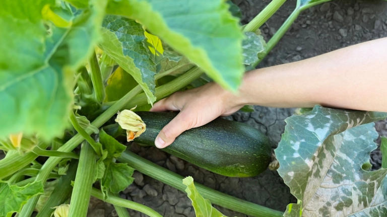Plants And Veggies You Should Avoid Growing Near Zucchini In The Garden