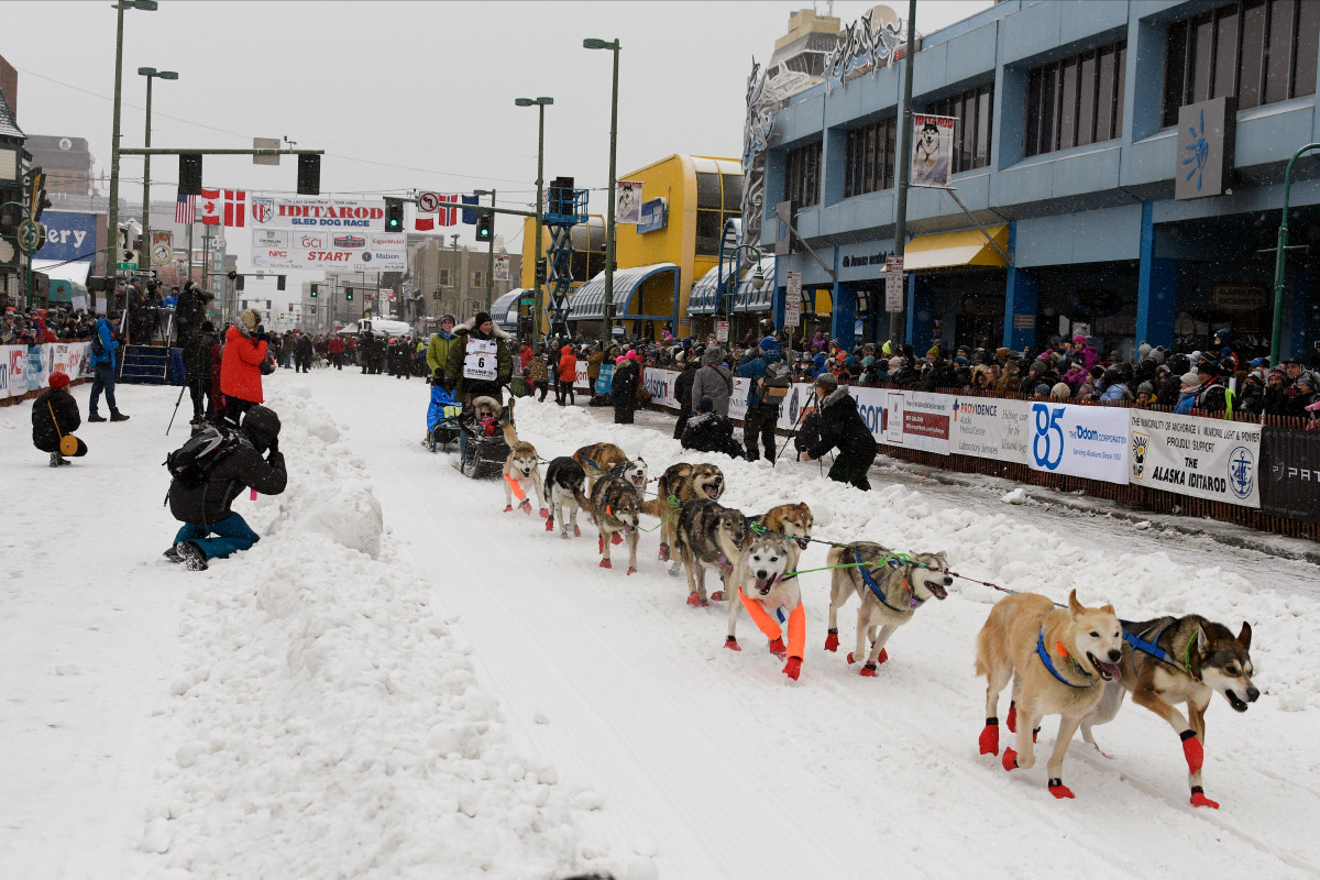 Tragedy Strikes in Alaska's Iditarod Race After Pregnant Dog Death