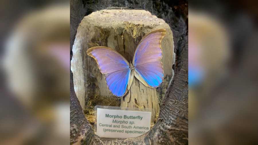 World Oddities Expo stops in Richmond with vendors, performers and ...