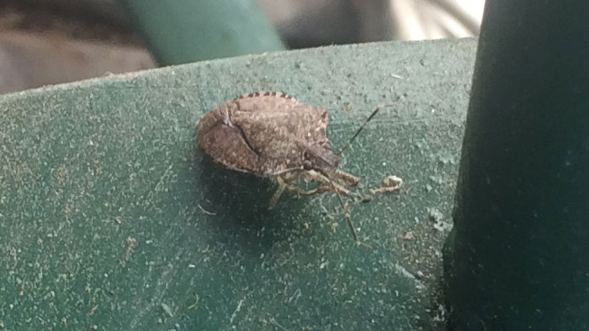 Seeing stink bugs in your home? Here's what you can do to avoid their ...