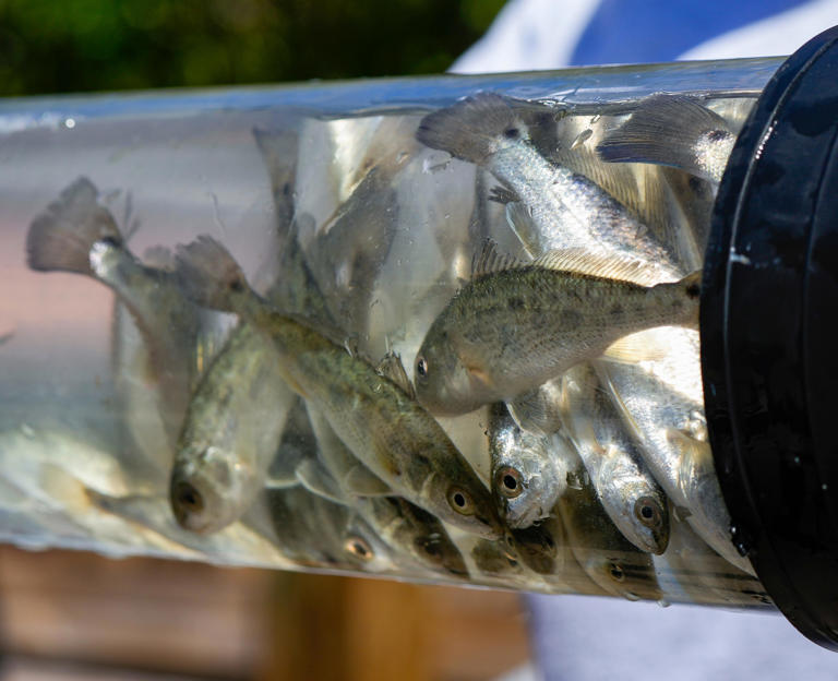 CCA Florida releases 30,000 redfish in Indian River Lagoon at Round ...