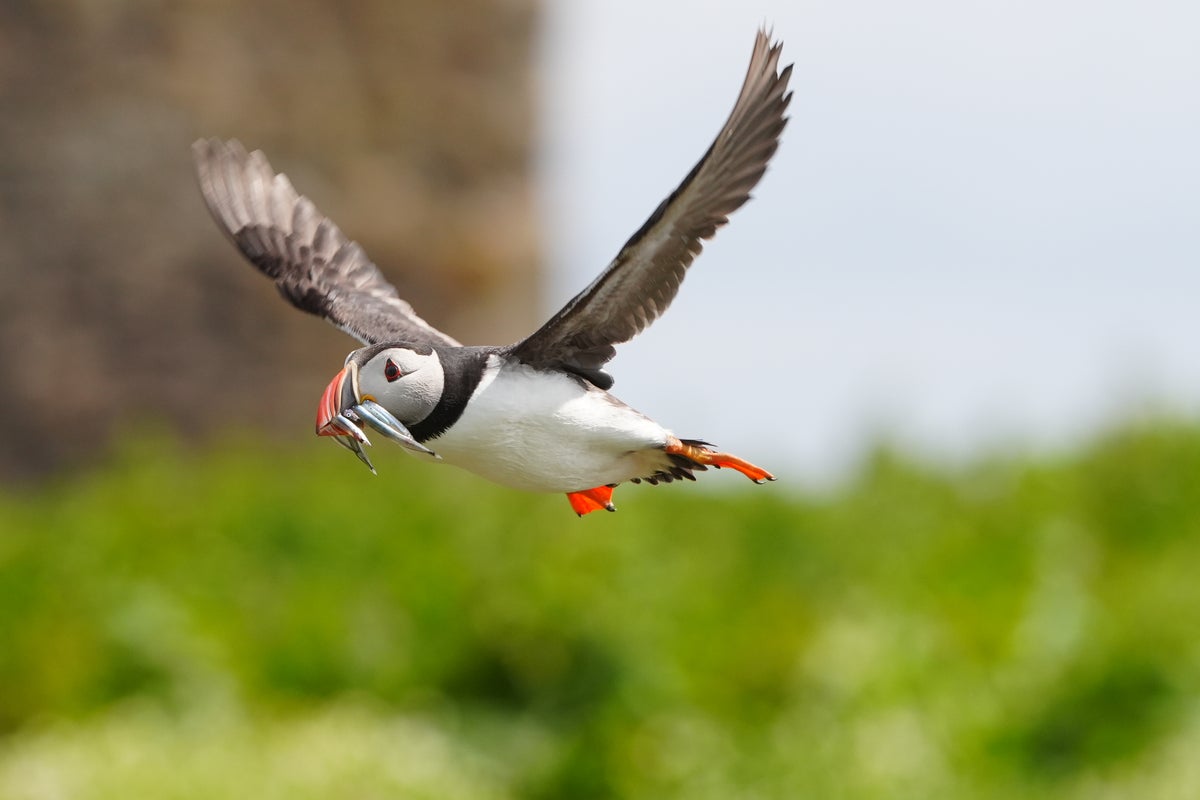 Fears for thousands of seabirds after North Sea oil tanker and cargo ...