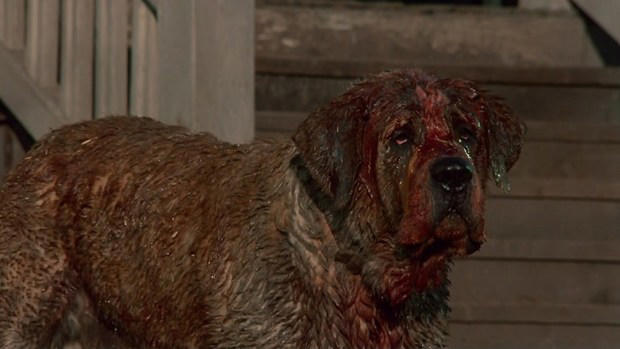 Stephen King's 'Cujo' Remake in the Works at Netflix