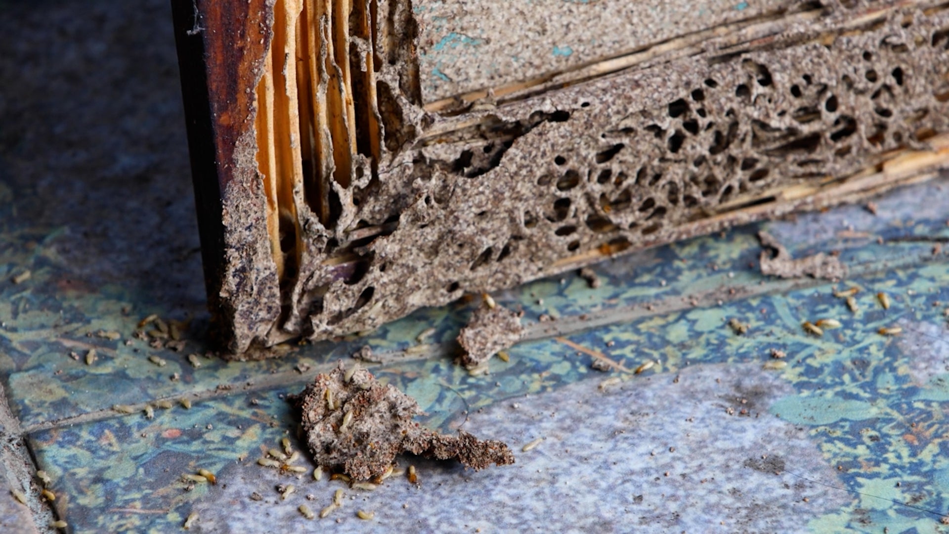 Termite Warning: 5 Signs Your Home Is At Risk