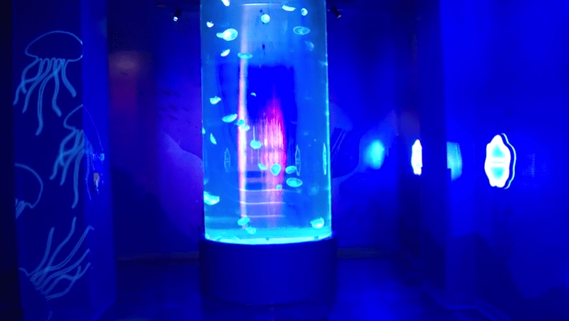 SeaWorld San Diego’s interactive jellyfish exhibit opens March 15