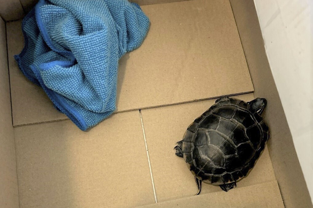 Man found with a live turtle concealed in his pants by TSA at a New ...