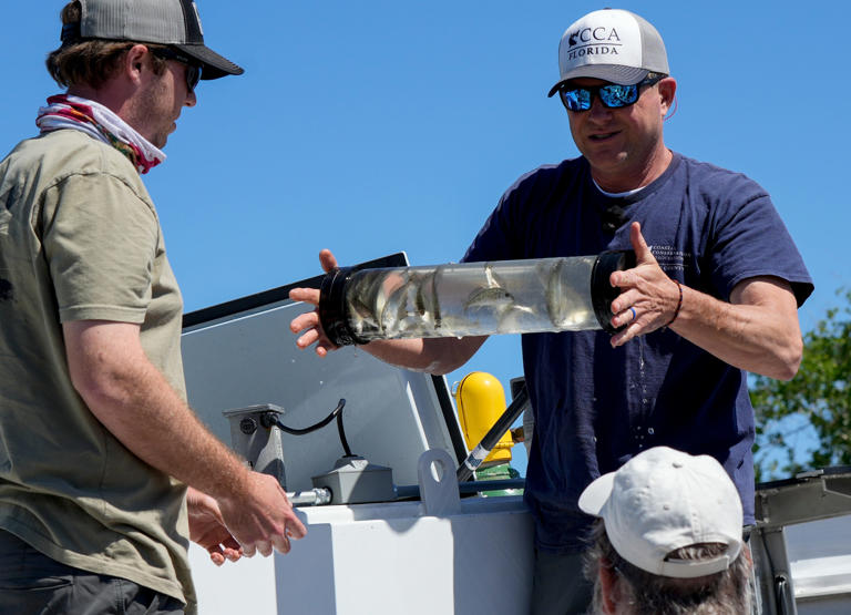 CCA Florida releases 30,000 redfish in Indian River Lagoon at Round ...