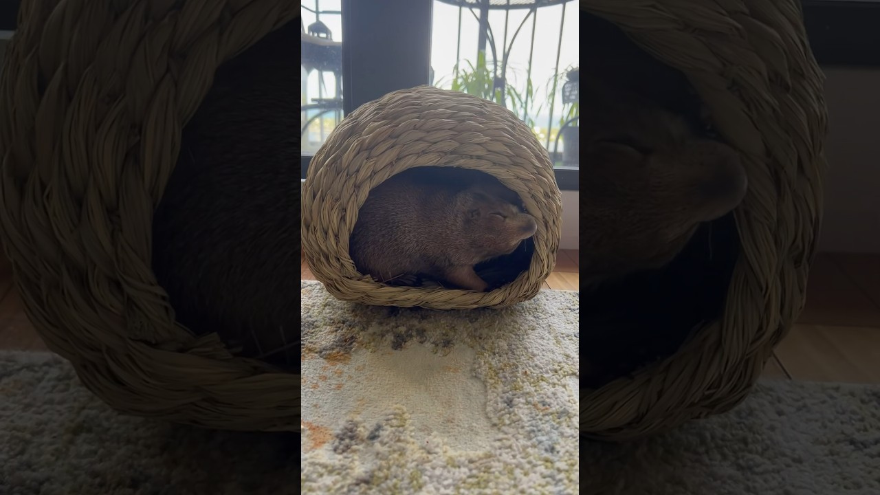 Poppy the Prairie Dog Loves Her Gifts