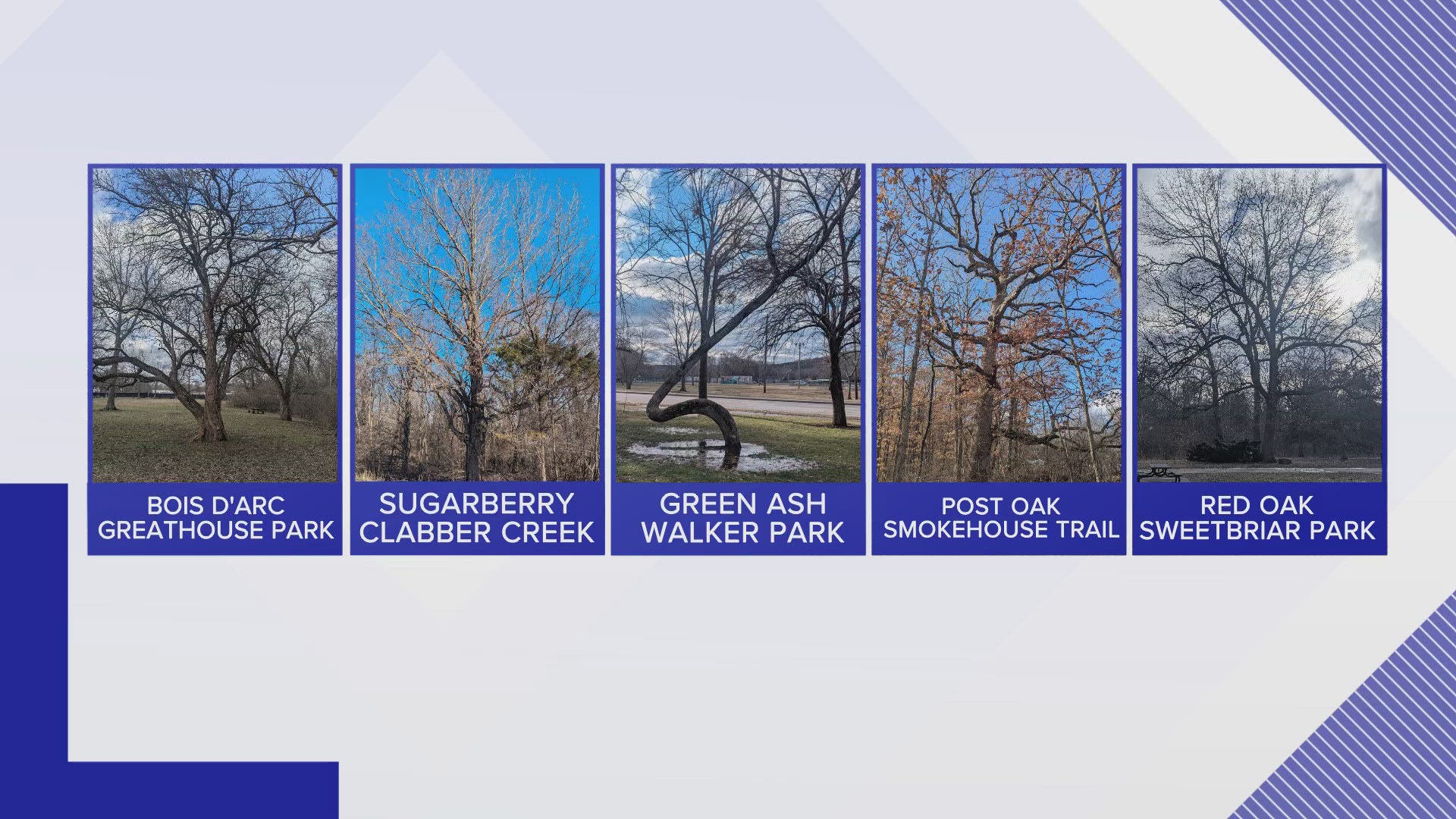 Voting underway on Amazing Tree contest in Fayetteville