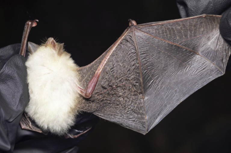 '새하얀 박쥐' 발견...알비노 아니라 루시즘