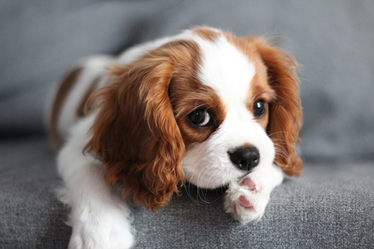 Cavalier King Charles Spaniel Turns Into Ultimate Snitch After Sibling ...