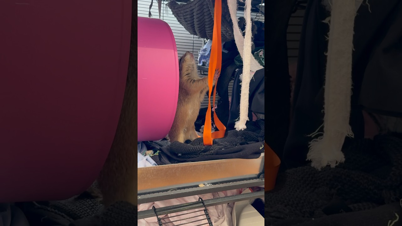 Prairie dog responds excitedly to her name