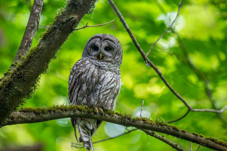 Trump urged to halt slaughter of 450,000 owls costing taxpayer eye ...