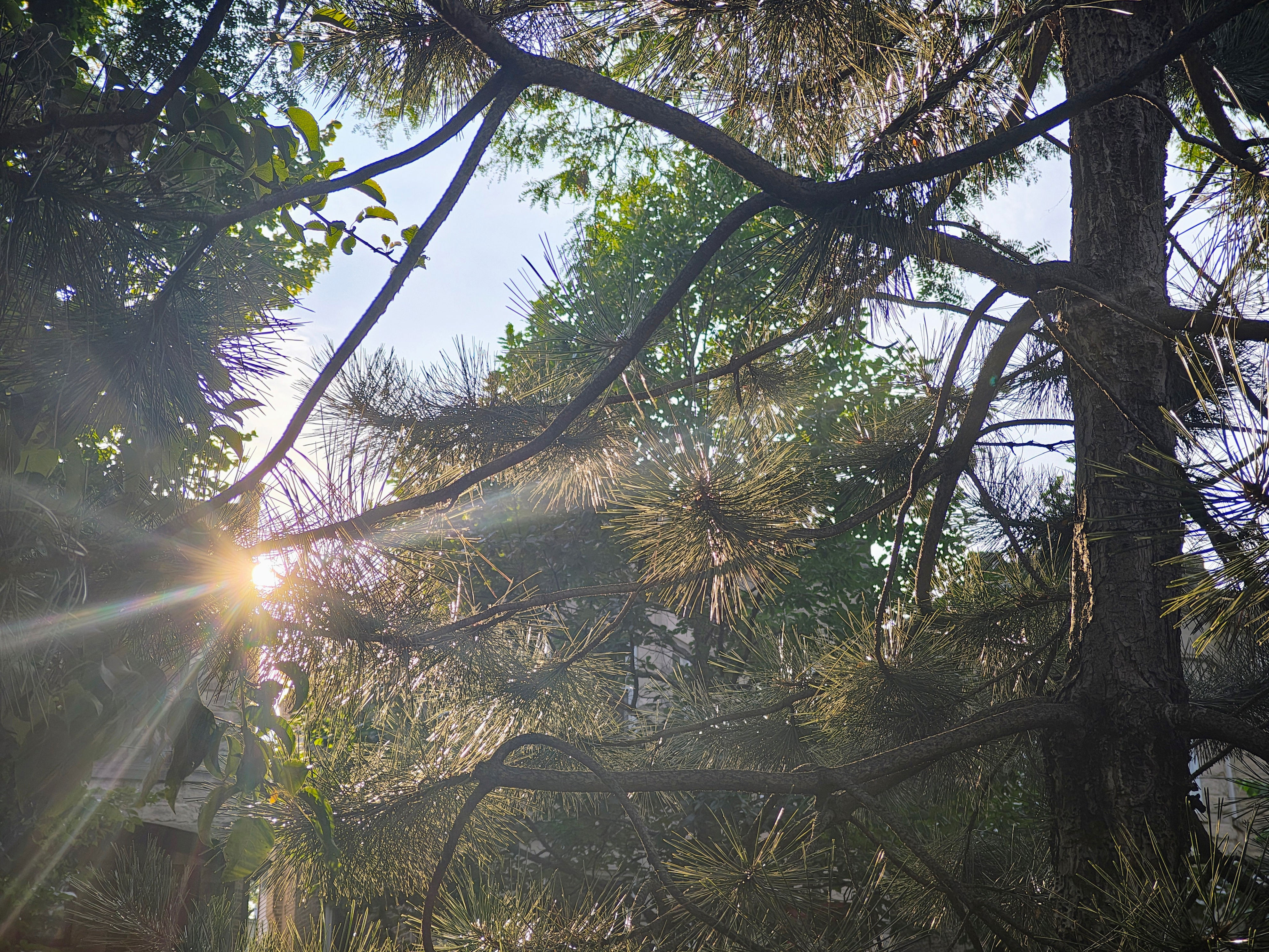 Motorola Razr Plus – Telephoto Camera Samples