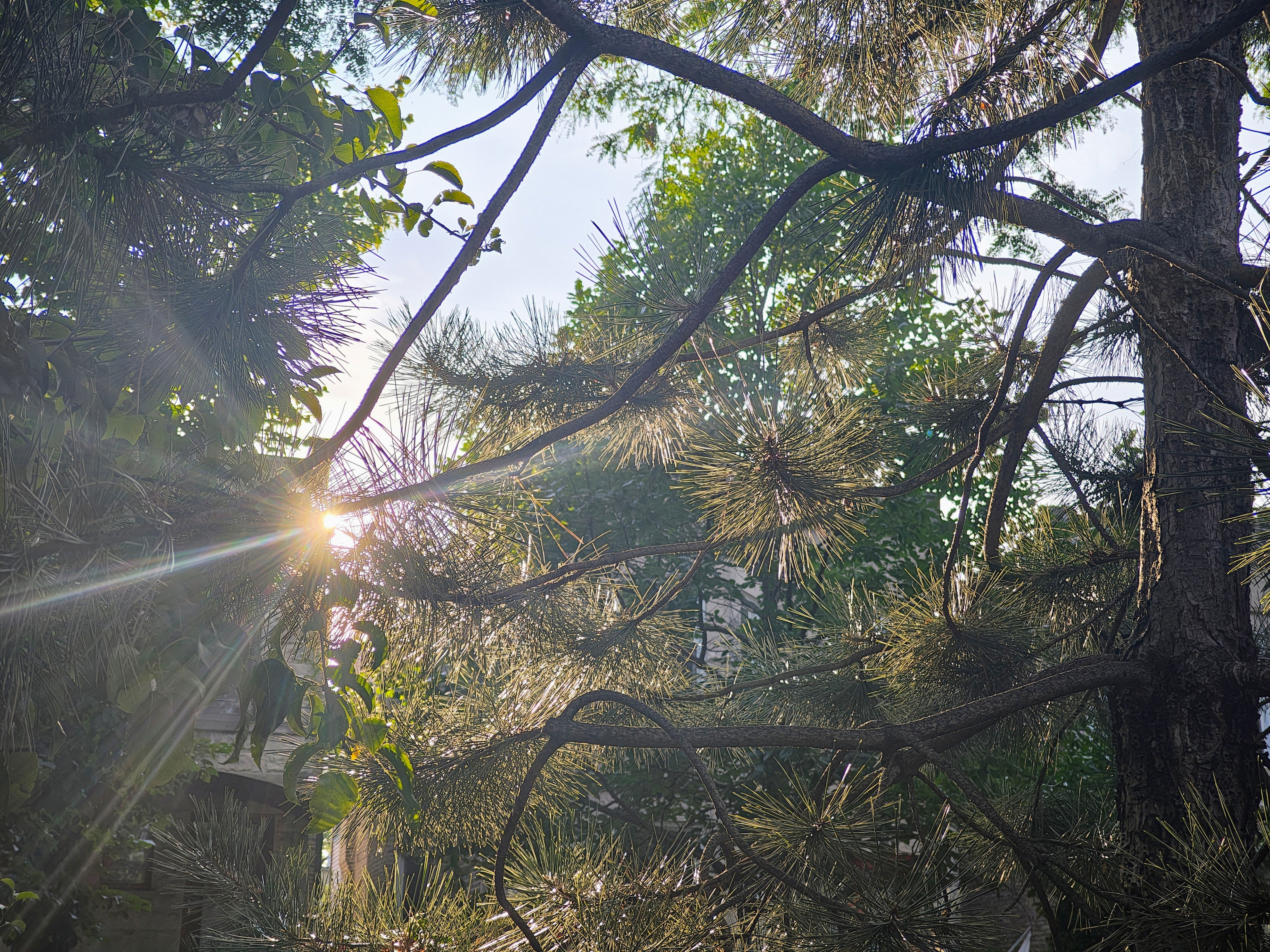 Motorola Razr Plus – Telephoto Camera Samples