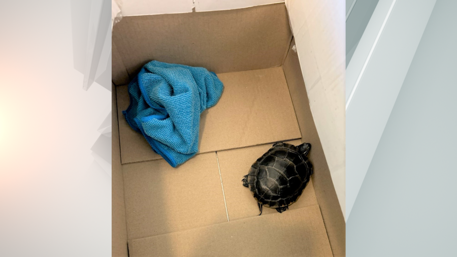 PA man caught with turtle in his pants by TSA in New Jersey