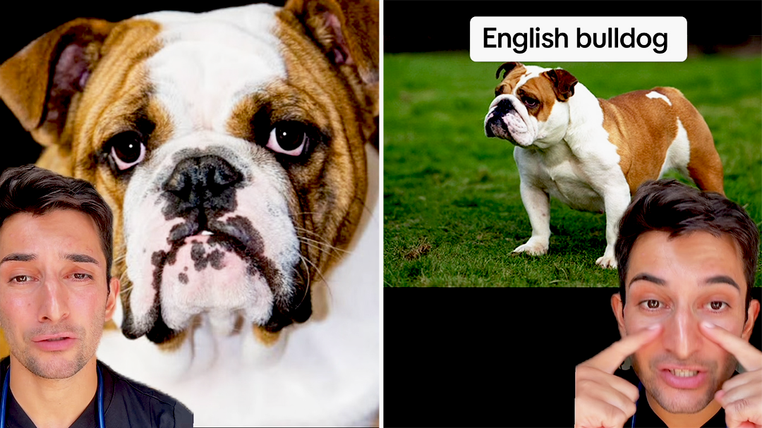 Vet reveals the five dog breeds he'd never own even though he loves them