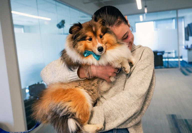 Cincinnati therapy dog logged over 200 visits. Now he's running for Pet ...
